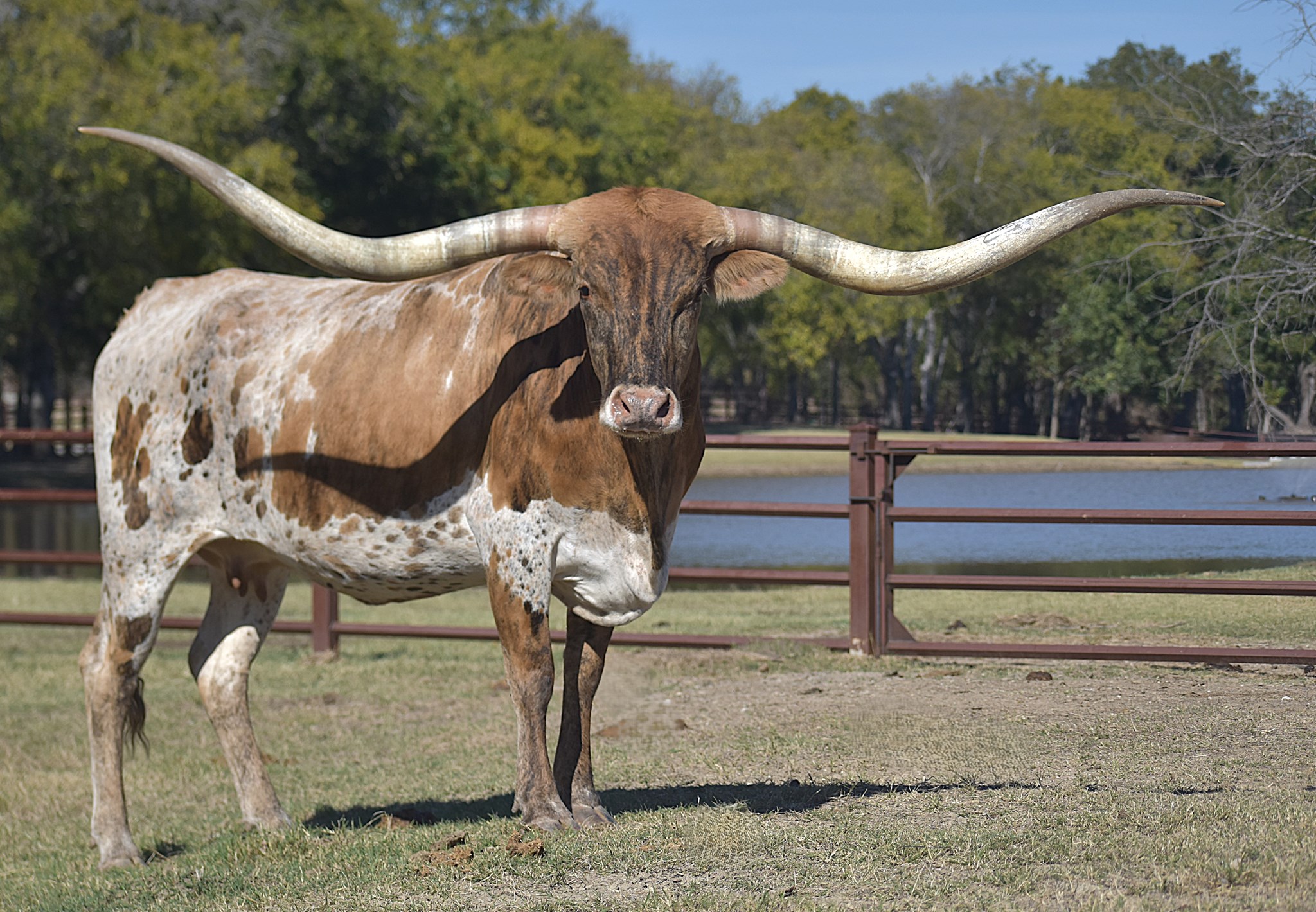 Cowboy Tuff Chex Heifer